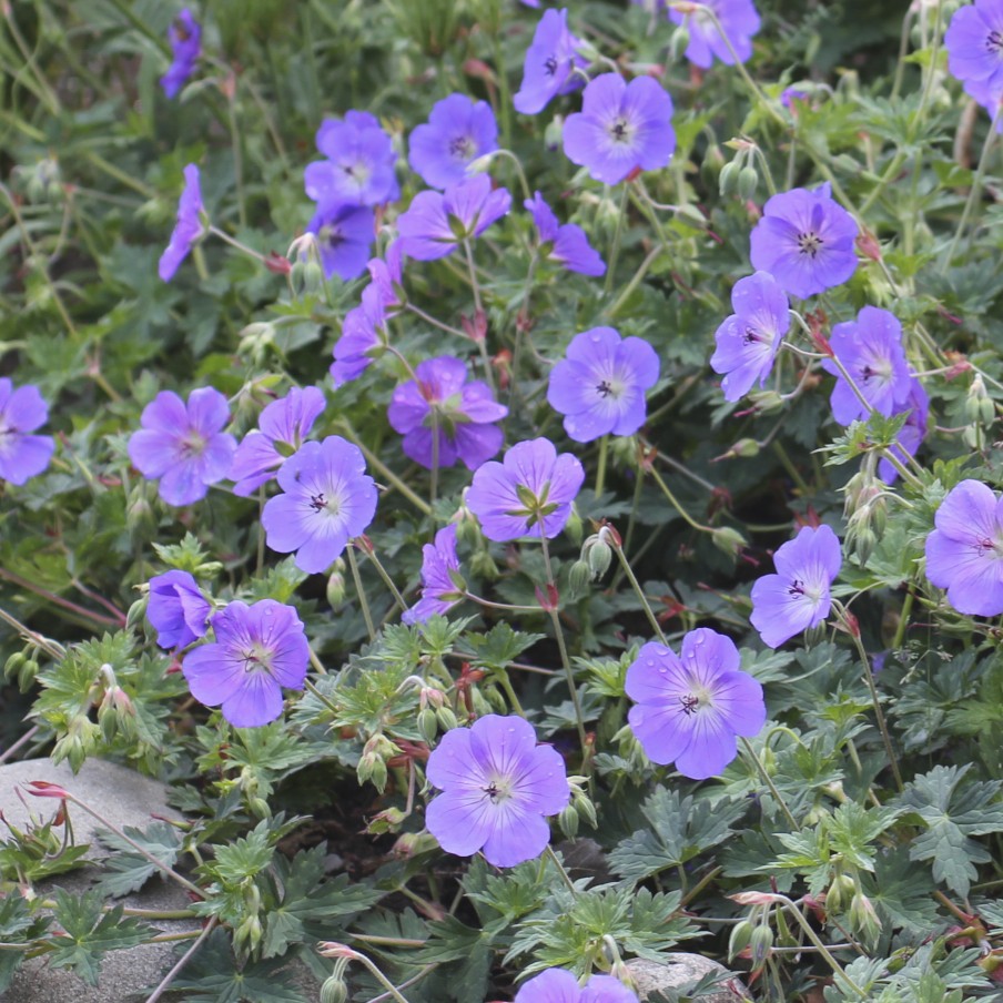 Trädgårdsnäva - Geranium ROZANNE 'Gerwat' - perenner.se