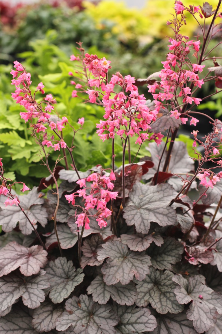 Nya blommande Heuchera - perenner.se