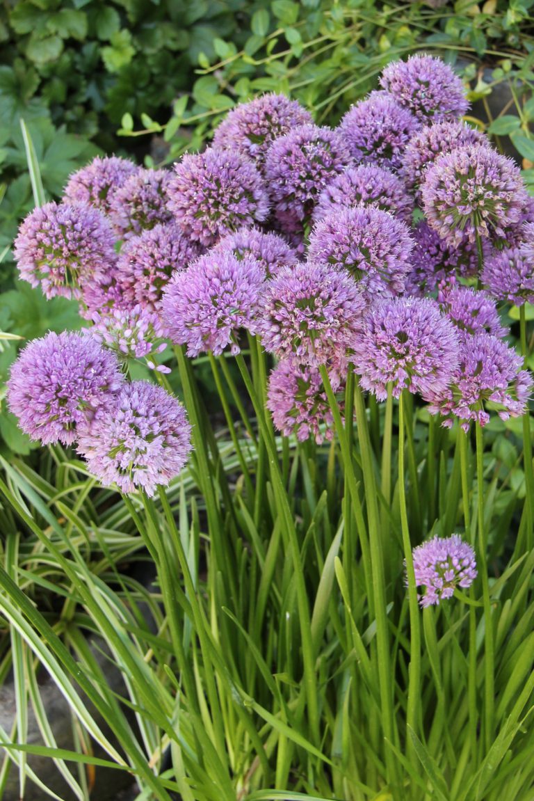 Allium 'Millenium' - perenner.se