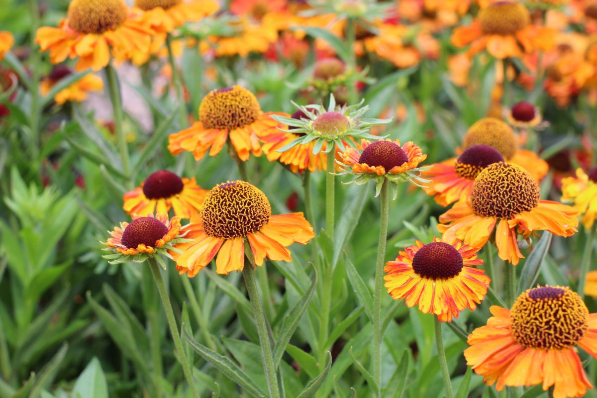helenium-short-n-sassy - perenner.se