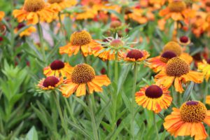 helenium-short-n-sassy - perenner.se