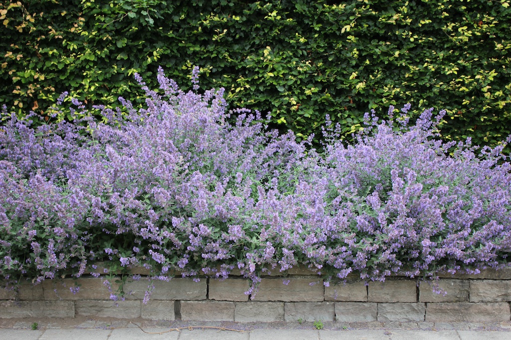 inlägg Anna tipsar fem perenner snygga kanter - perenner.se