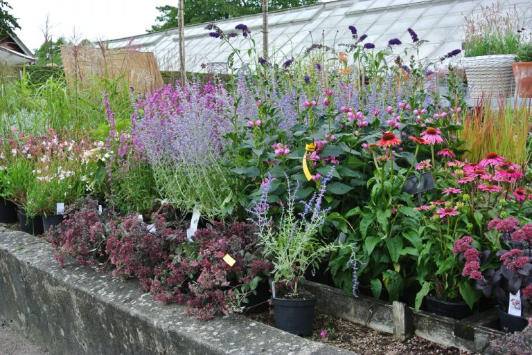 Plantera - perenner.se