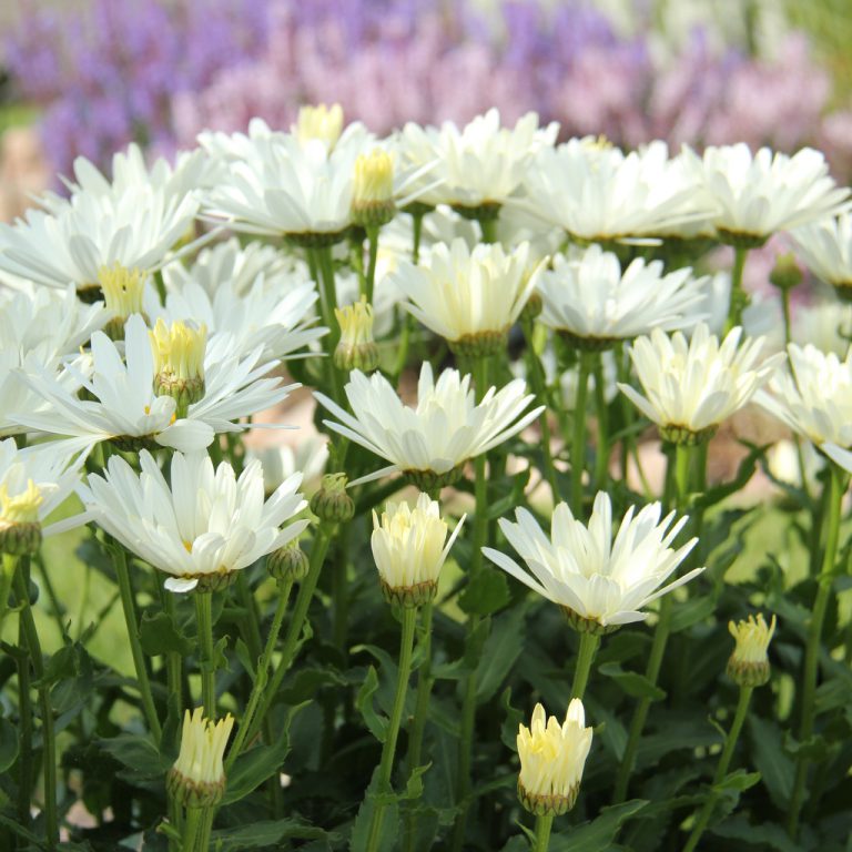 Cerastium tomentosum Silverarv - perenner.se