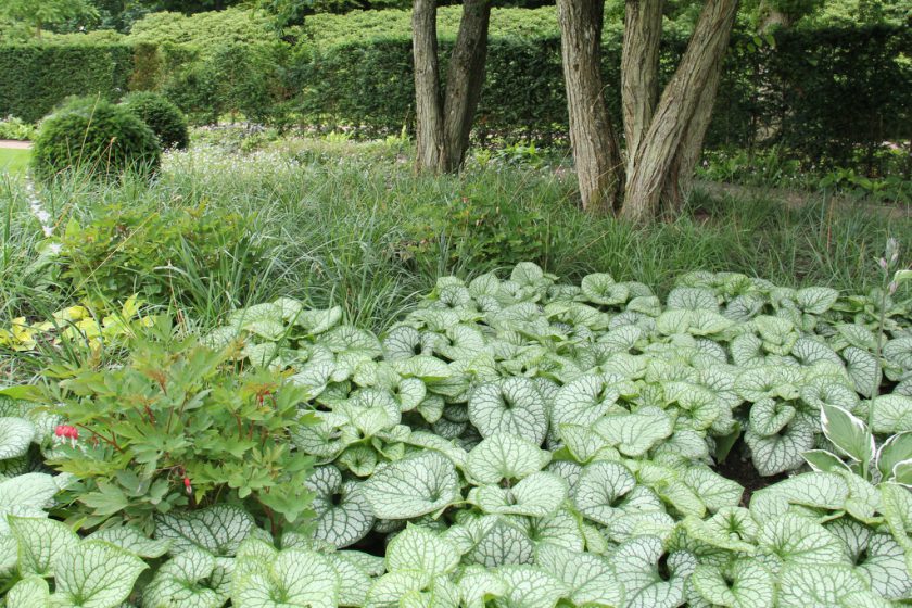 Lyckas med marktäckare - perenner.se