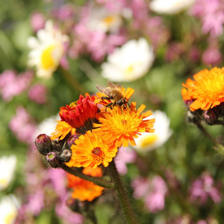 Vilda svenska perenner – inspiration från naturen - perenner.se