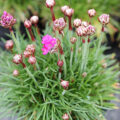 Armeria maritima 'Armada Rose' Strandtrift - perenner.se