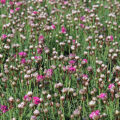 Armeria maritima 'Armada Rose' Strandtrift - perenner.se