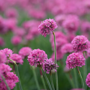 Armeria maritima 'Düsseldorfer Stolz' Strandtrift - perenner.se