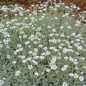 Cerastium tomentosum Silverarv - perenner.se