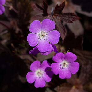 Geranium maculatum STORMY NIGHT 'Macger002' NY Fläcknäva - perenner.se