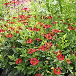 Helenium Autumnale-Gr. 'Salsa' 2L Solbrud - perenner.se
