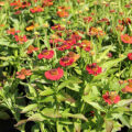 Helenium Autumnale-Gr. 'Salsa' 2L Solbrud - perenner.se